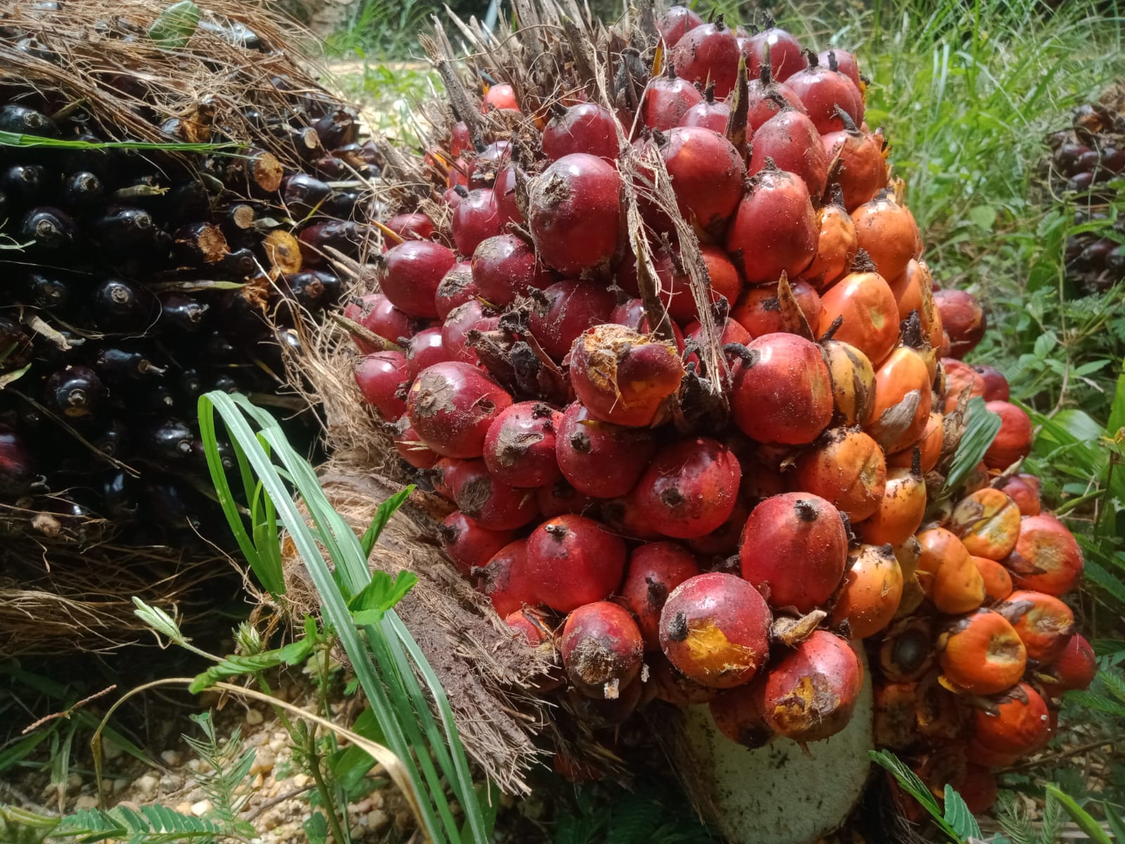 Harga TBS Sawit di Jambi Naik Menjadi Rp 2.840,90 Per Kilogram – Bursa ...