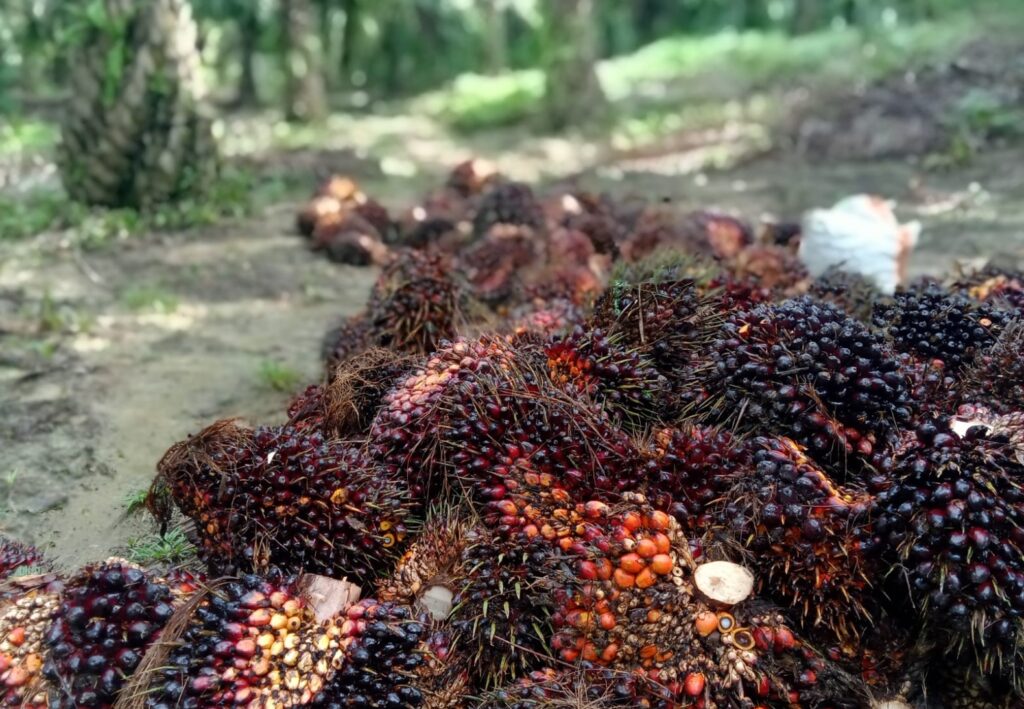 Harga Tandan Buah Segar Sawit Tembus Rp 3 Ribu Perkilogram – Bursa Bisnis